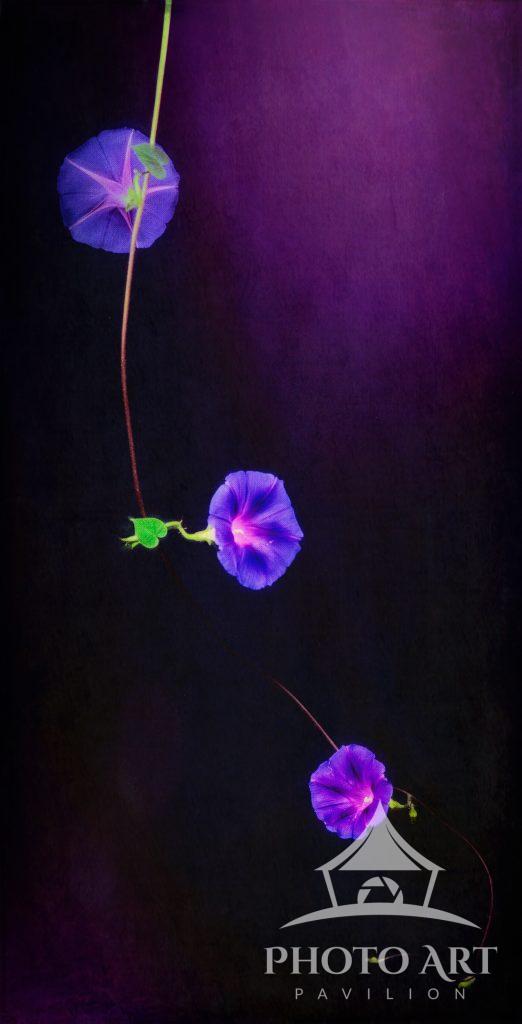 Twilight Vine Dance Photo Art Pavilion